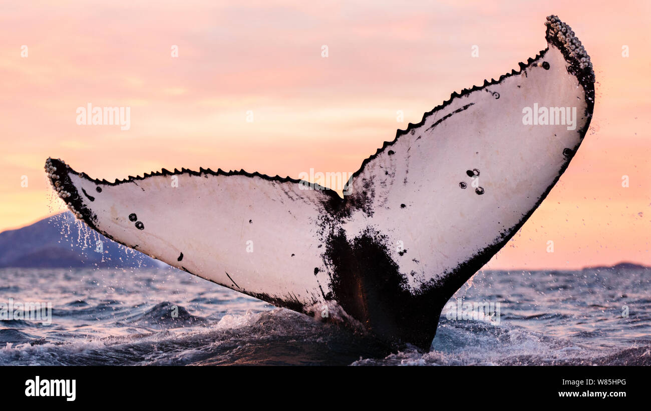 Fluke of a humpback whale hi-res stock photography and images - Alamy