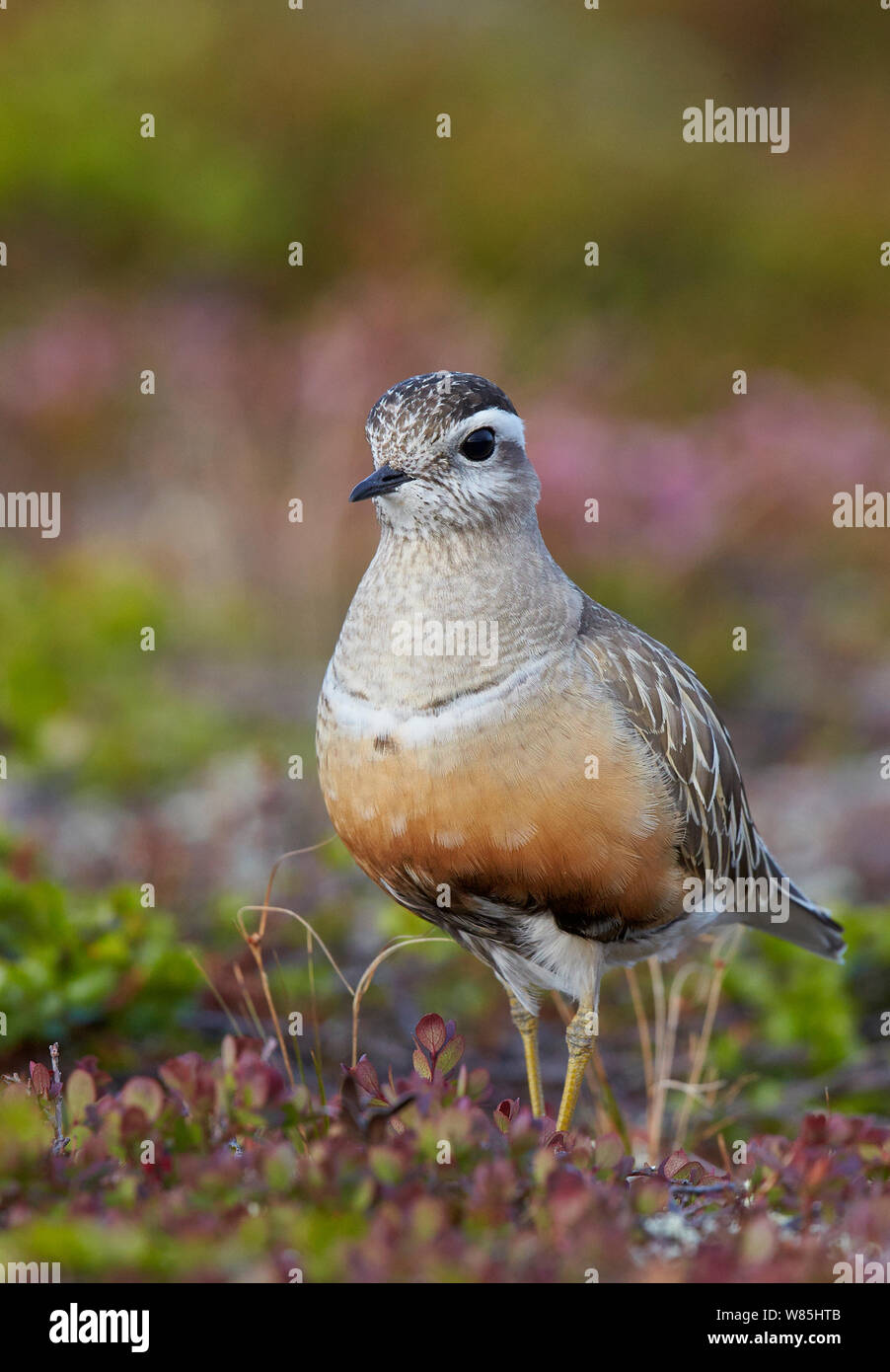Dotterel hi-res stock photography and images - Alamy