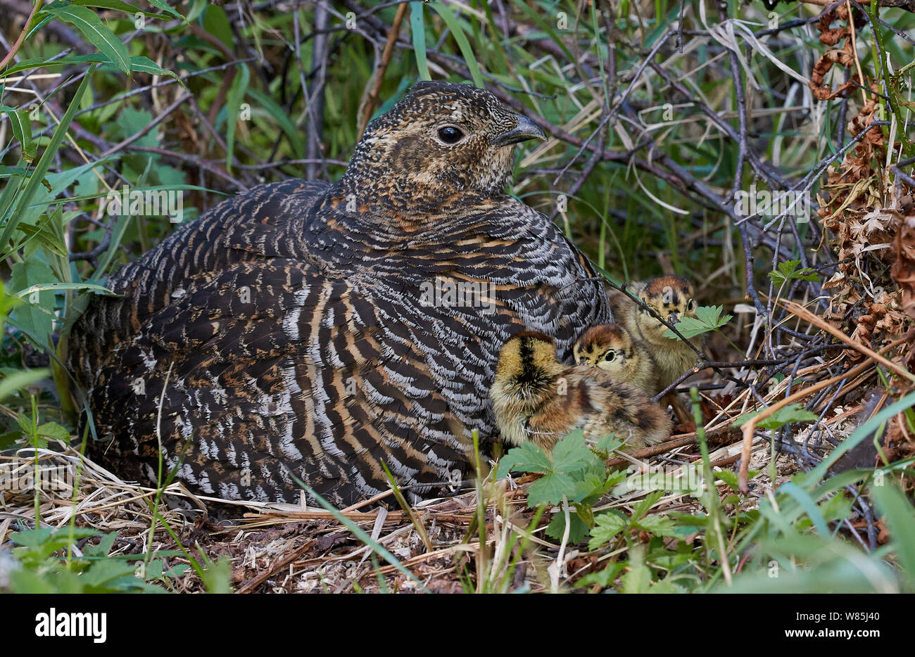 Grouse chicks hi-res stock photography and images - Alamy