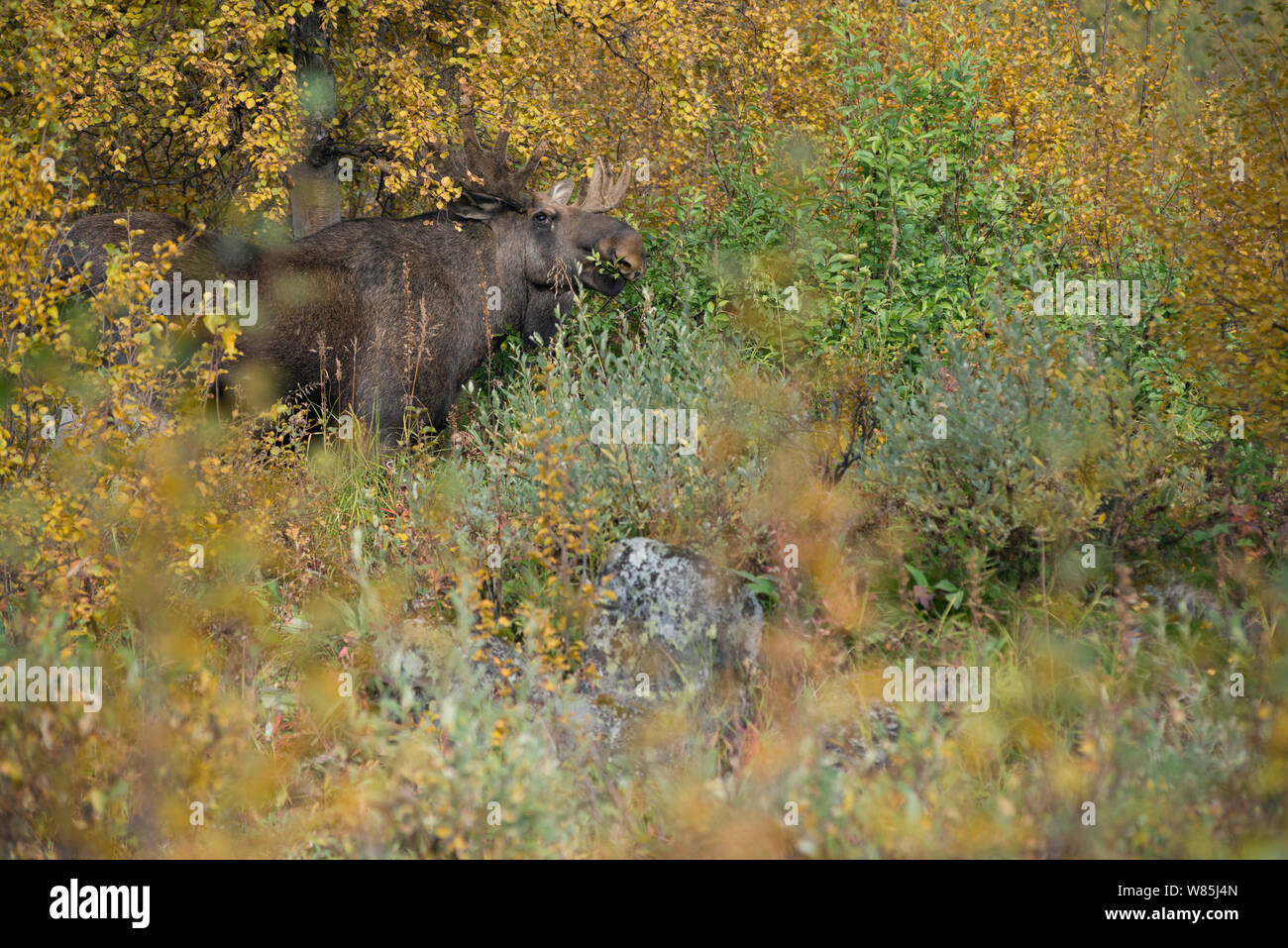 Siberian elk hi-res stock photography and images - Alamy