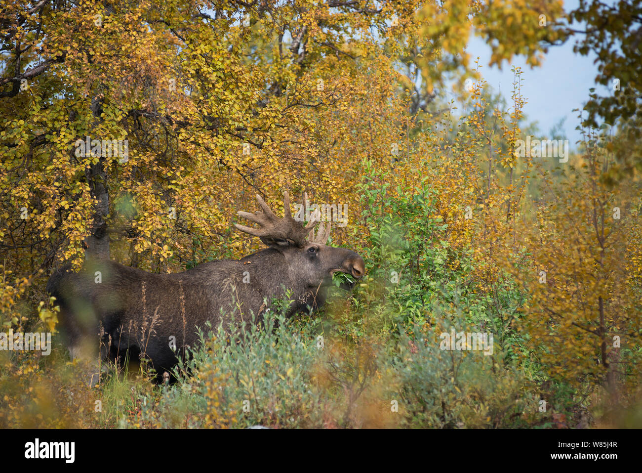 Elk / Moose (Alces alces) male feeding, Sarek National Park. World ...