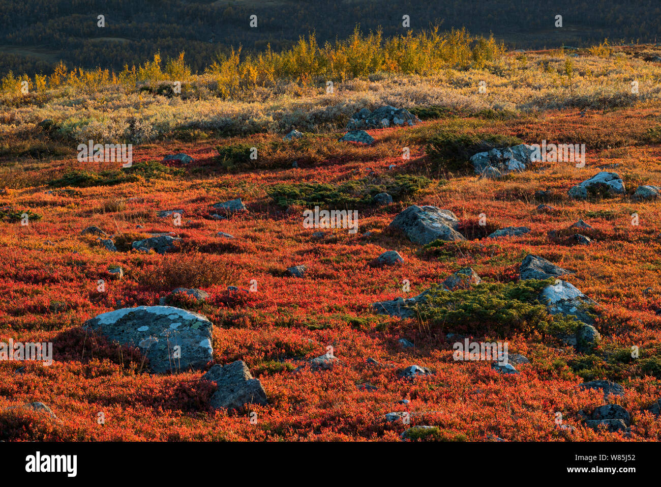 Autumn vegetation at the treeline, with Bilberry (Vaccinium myrtillus ...