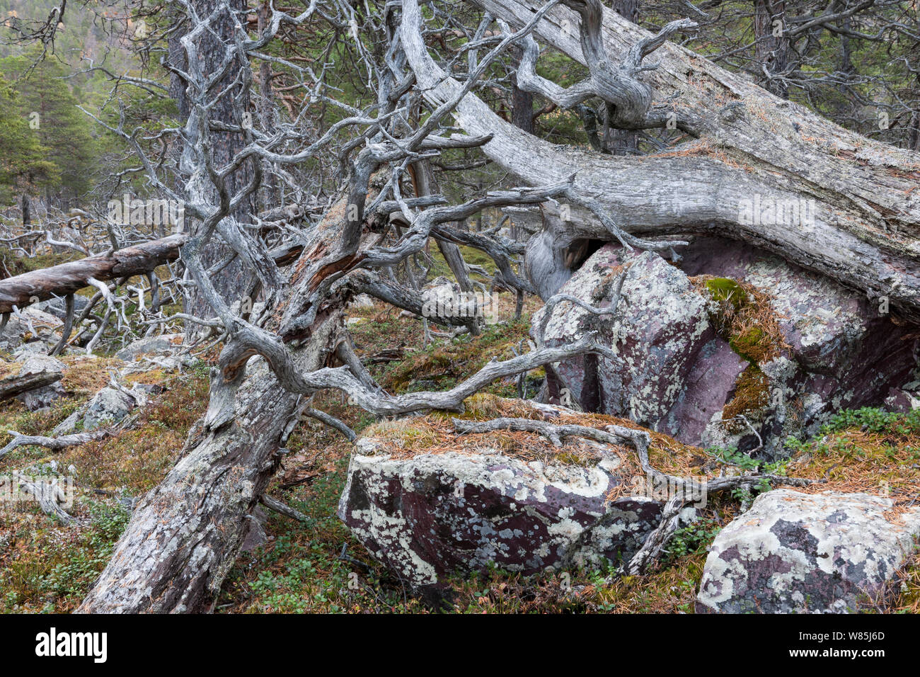 Old Scots pine (Pinus sylvestris) forest with fallen tree, in the Stora ...