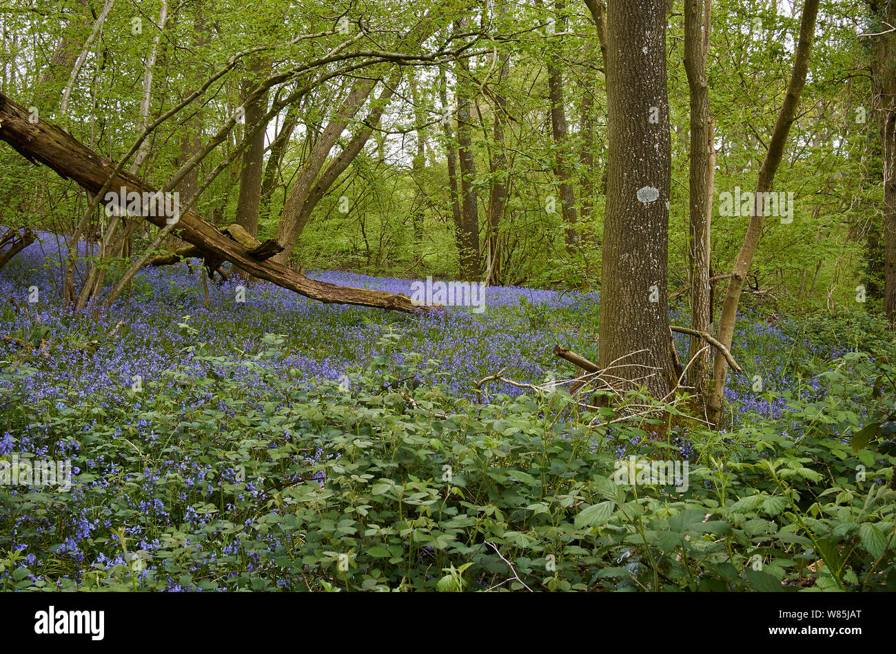 Rookery wood in spring with Bluebells (Hyacinthoides non-scripta ...