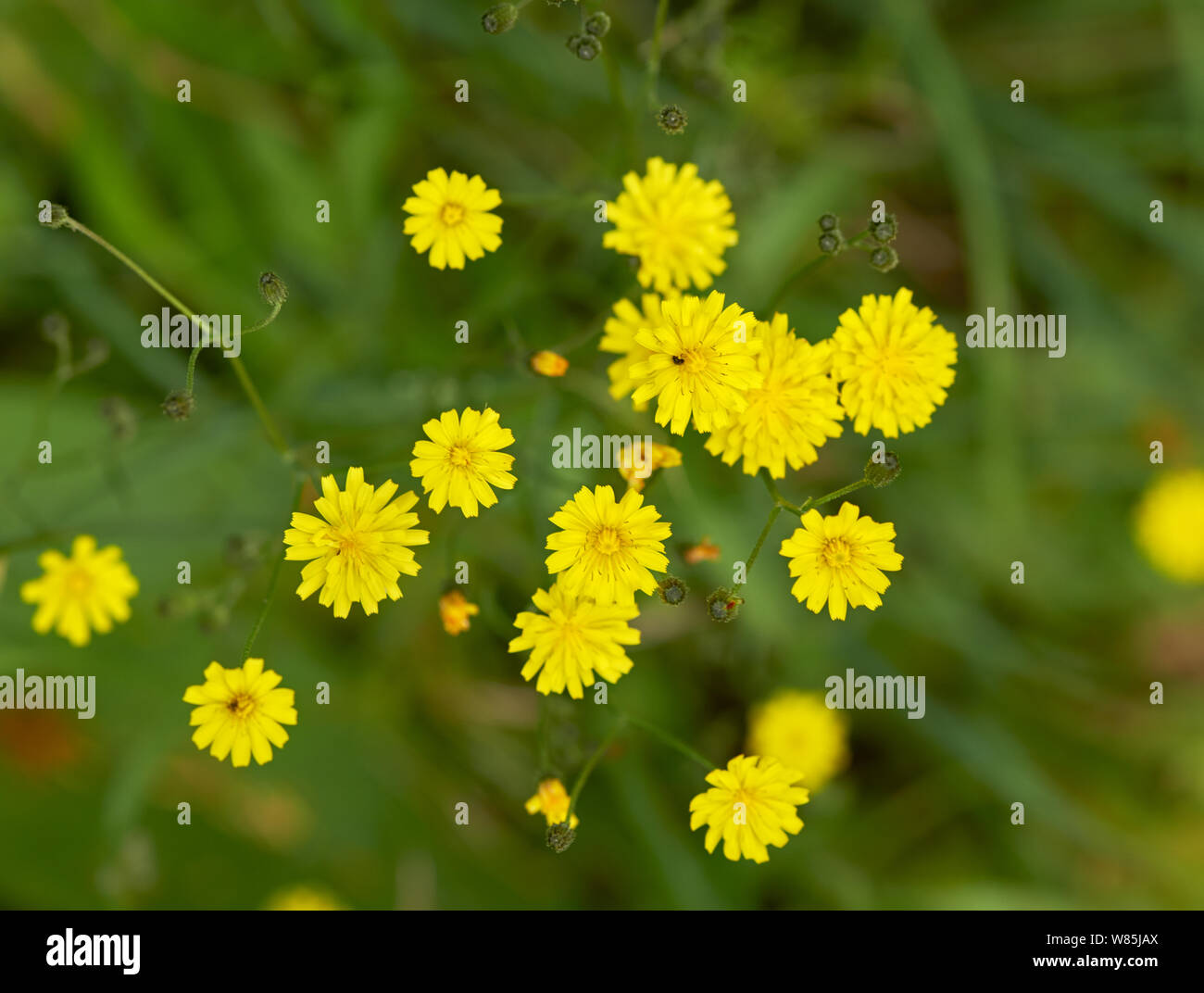 Nipplewort (Lapsana communis) in flower, Sussex, England, UK. June ...