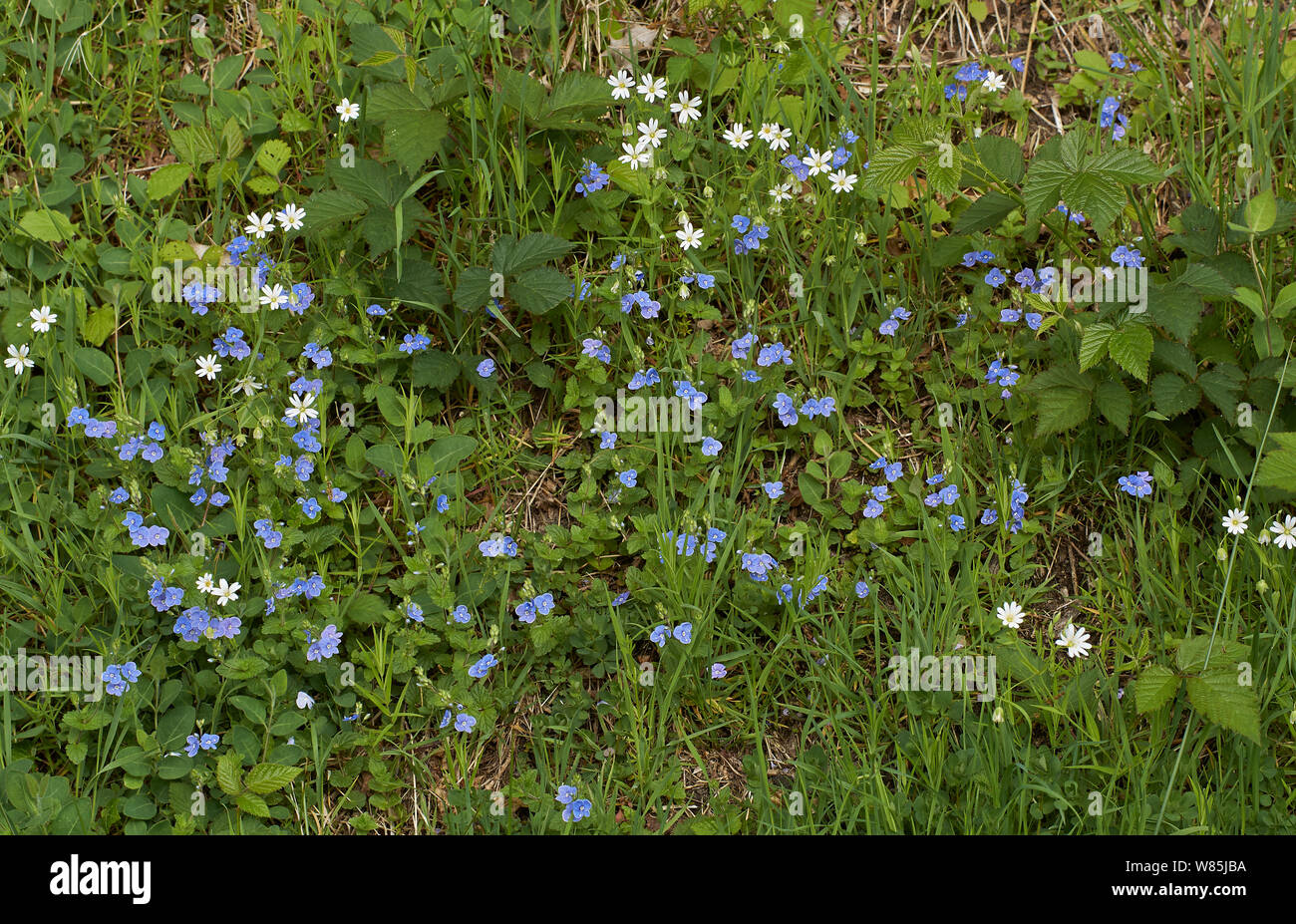 Germander speedwell (Veronica chamaedrys) with Lesser stitchwort ...