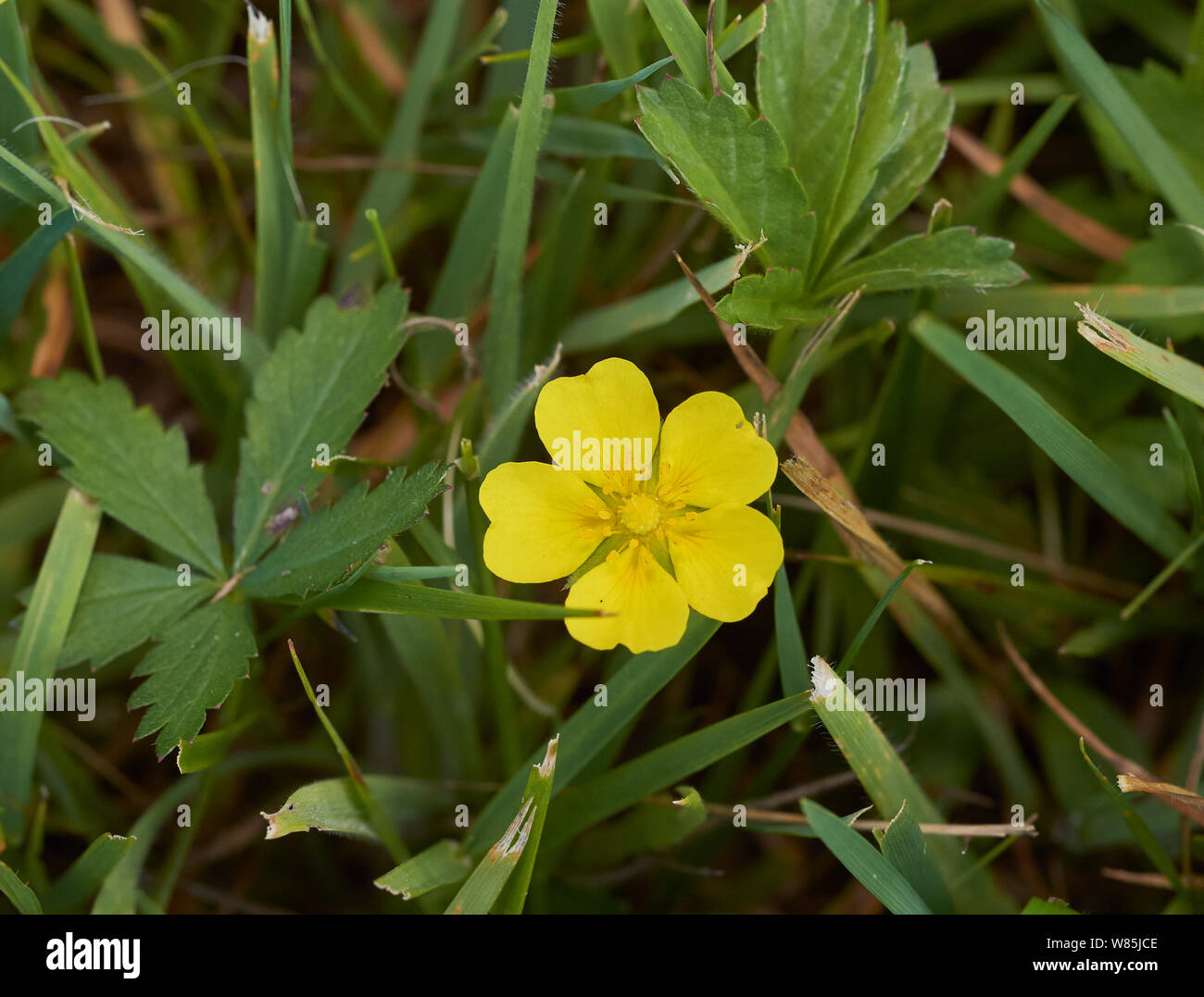 Creeping cinquafoil (Potentilla reptans) Sussex, England, UK. June ...