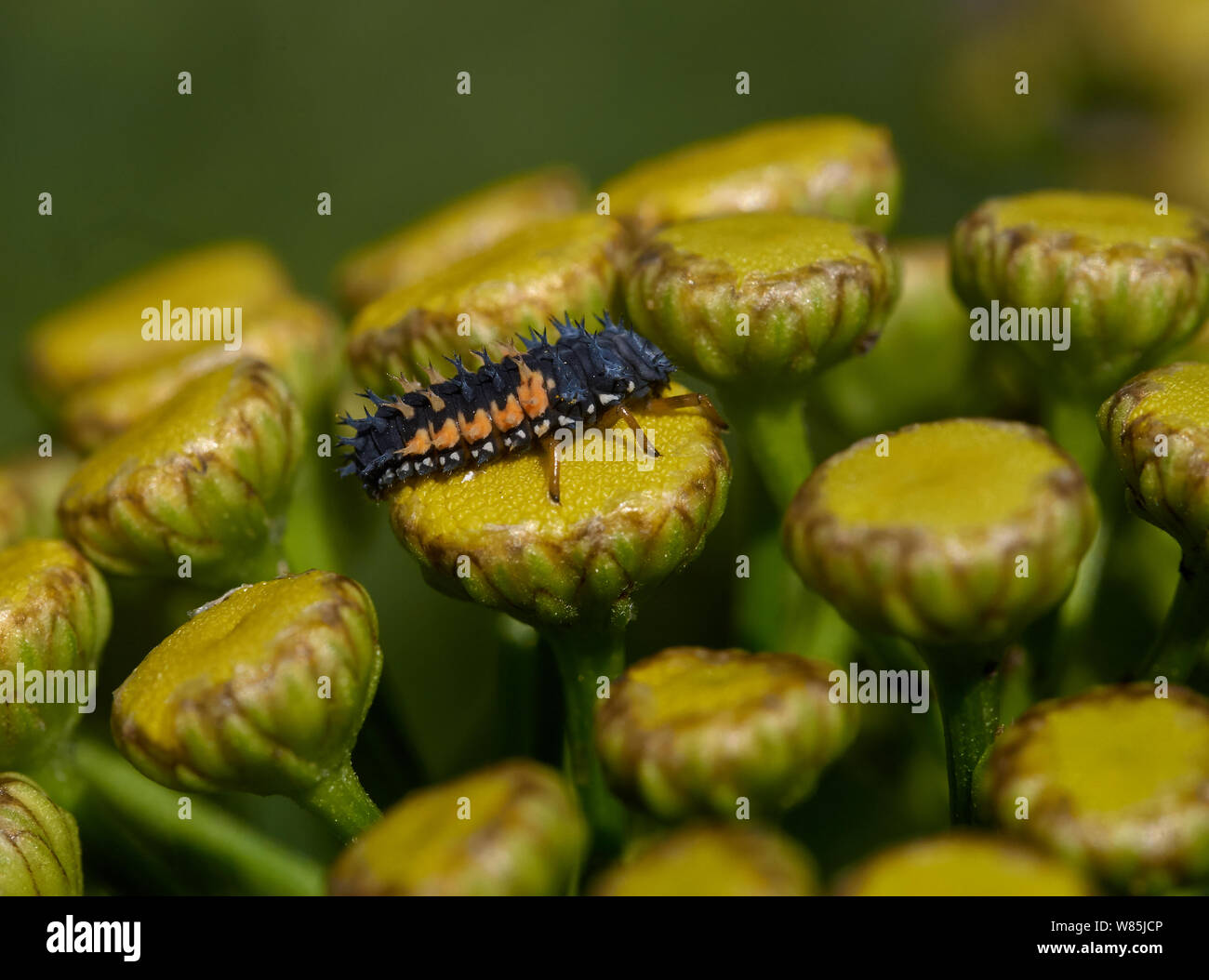 Lady beetle larvae hi-res stock photography and images - Alamy