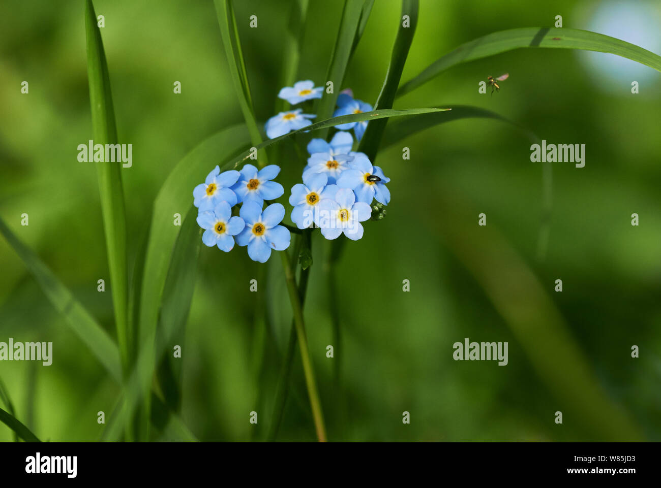 Three insects hi-res stock photography and images - Alamy