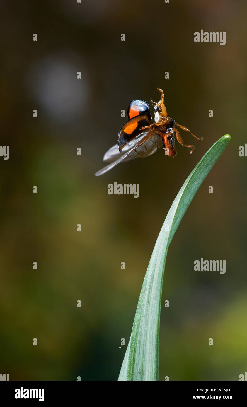 Harlequin ladybird (Harmonia axyridis) in flight, invasive species ...