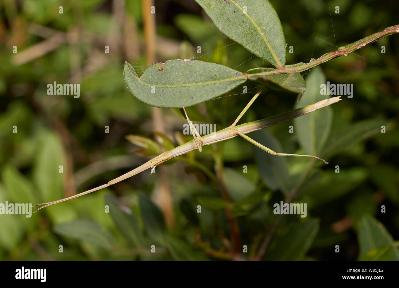 Stick insect (Bacillus rossius) Menorca. May Stock Photo - Alamy