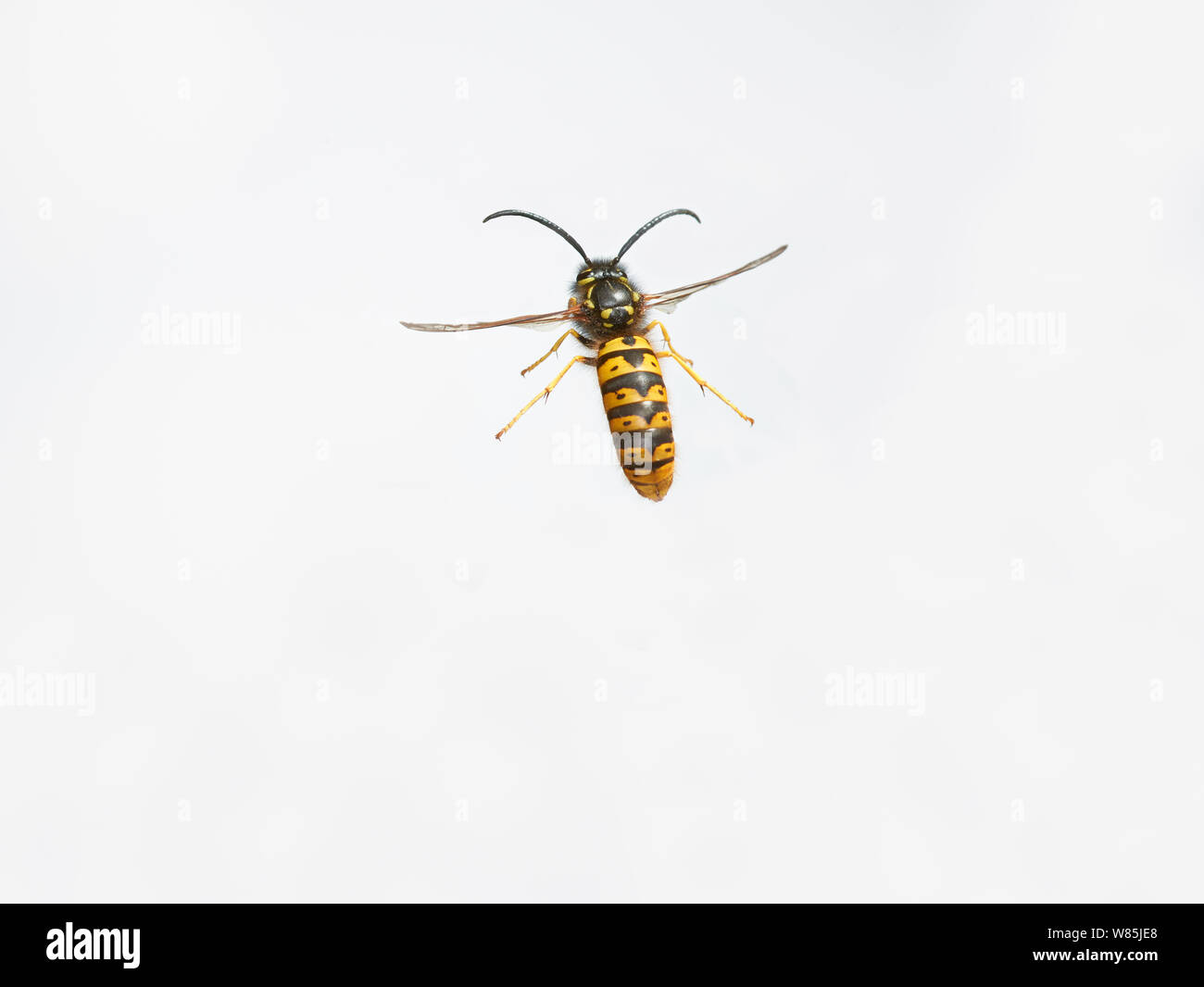 Social wasp (Vespa) in flight, against white background. England, UK ...