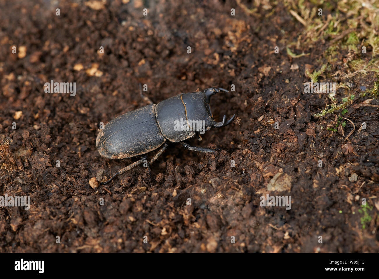 Small stag beetle hi-res stock photography and images - Alamy