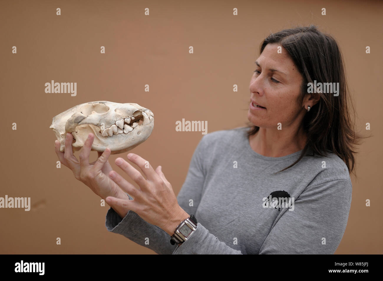 Dr Ingrid Wiesel of the Brown Hyena Research Project holding brown ...