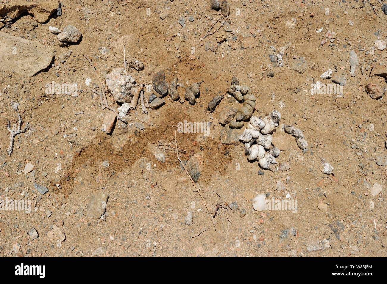Droppings and urine of brown hyena Hyaena brunnea), Sperrgebiet ...