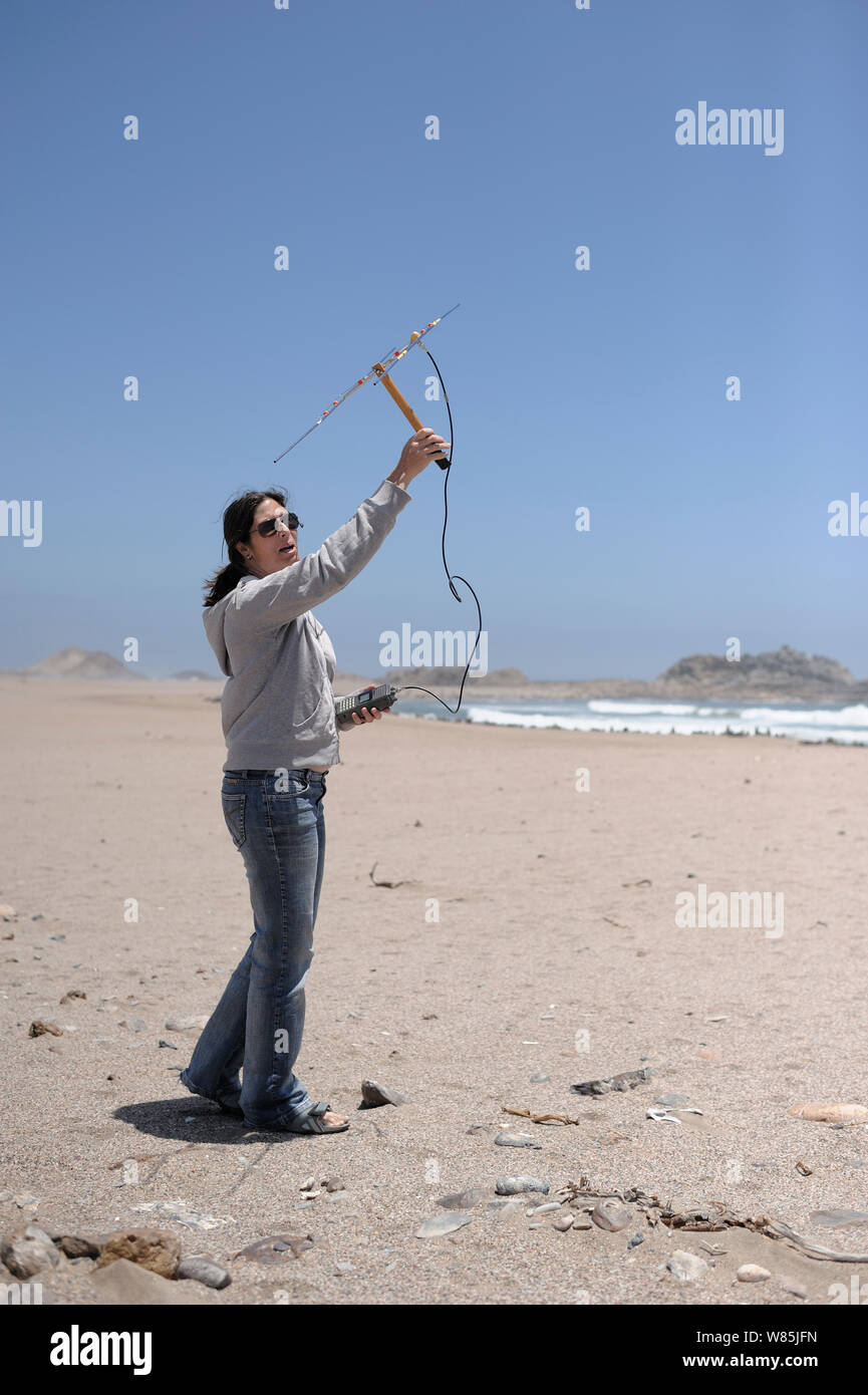 Dr Ingrid Wiesel of the Brown Hyena Research Project holding radio ...