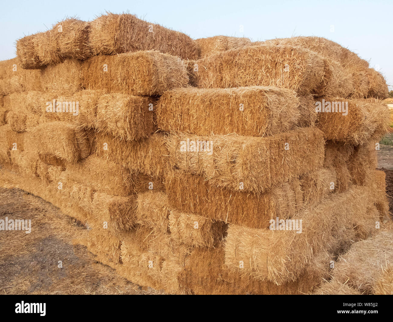 Stacks of dry straw. Piled straw haystacks. Stacks of golden hay in a ...