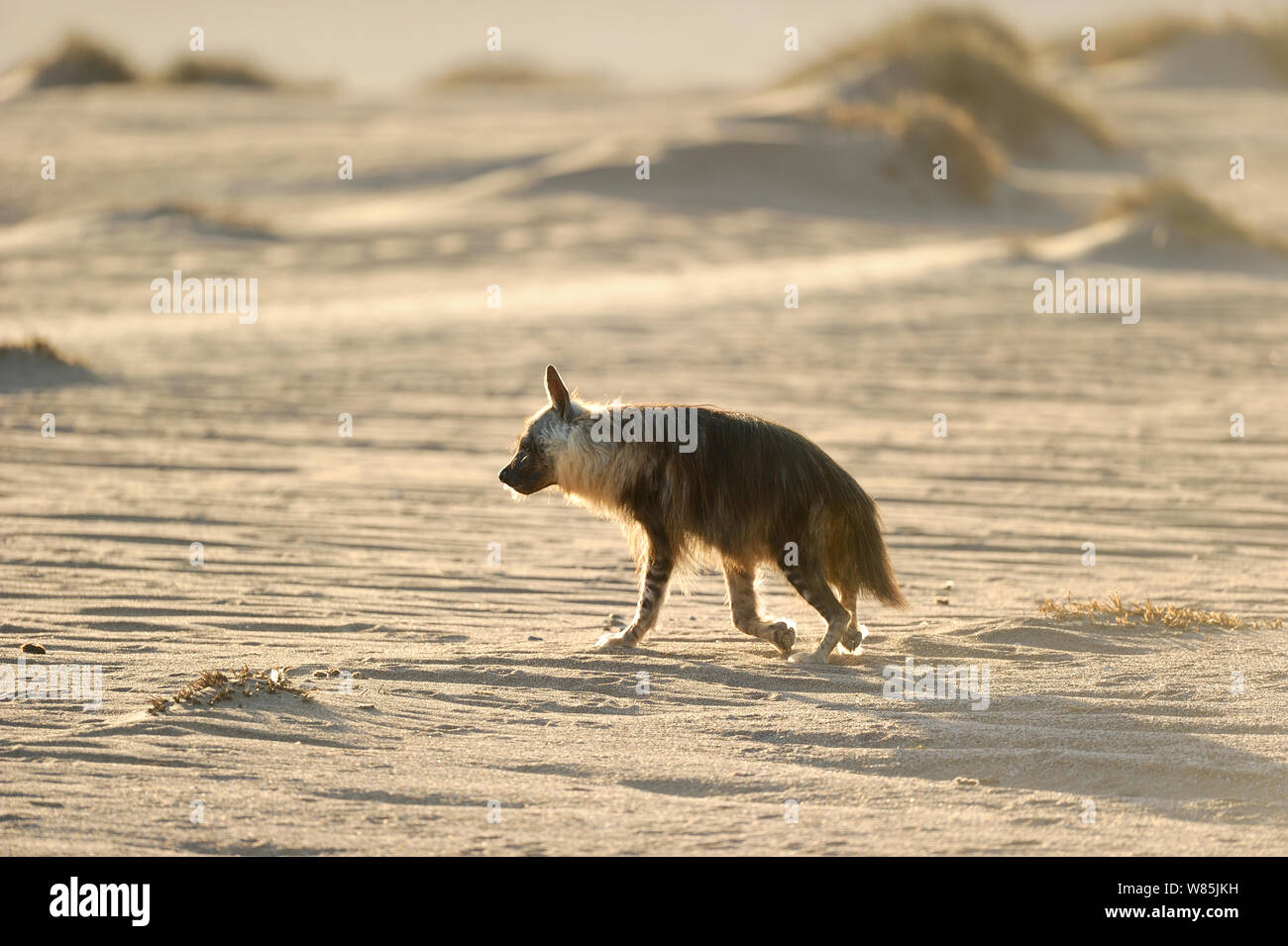Brown hyena (Hyaena brunnea), Sperrgebiet National Park, Namibia ...
