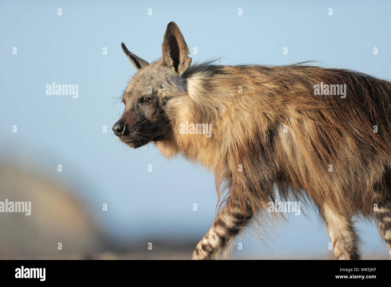 Sperrgebiet national park hi-res stock photography and images - Alamy