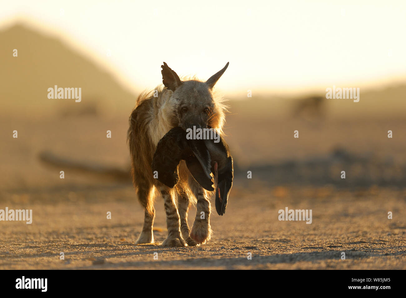 Australian hyena hi-res stock photography and images - Alamy