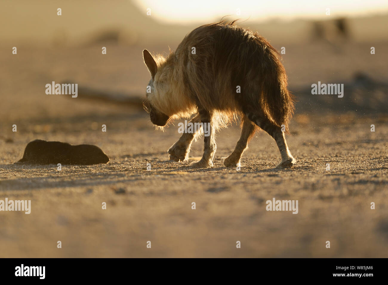 Australian hyena hi-res stock photography and images - Alamy