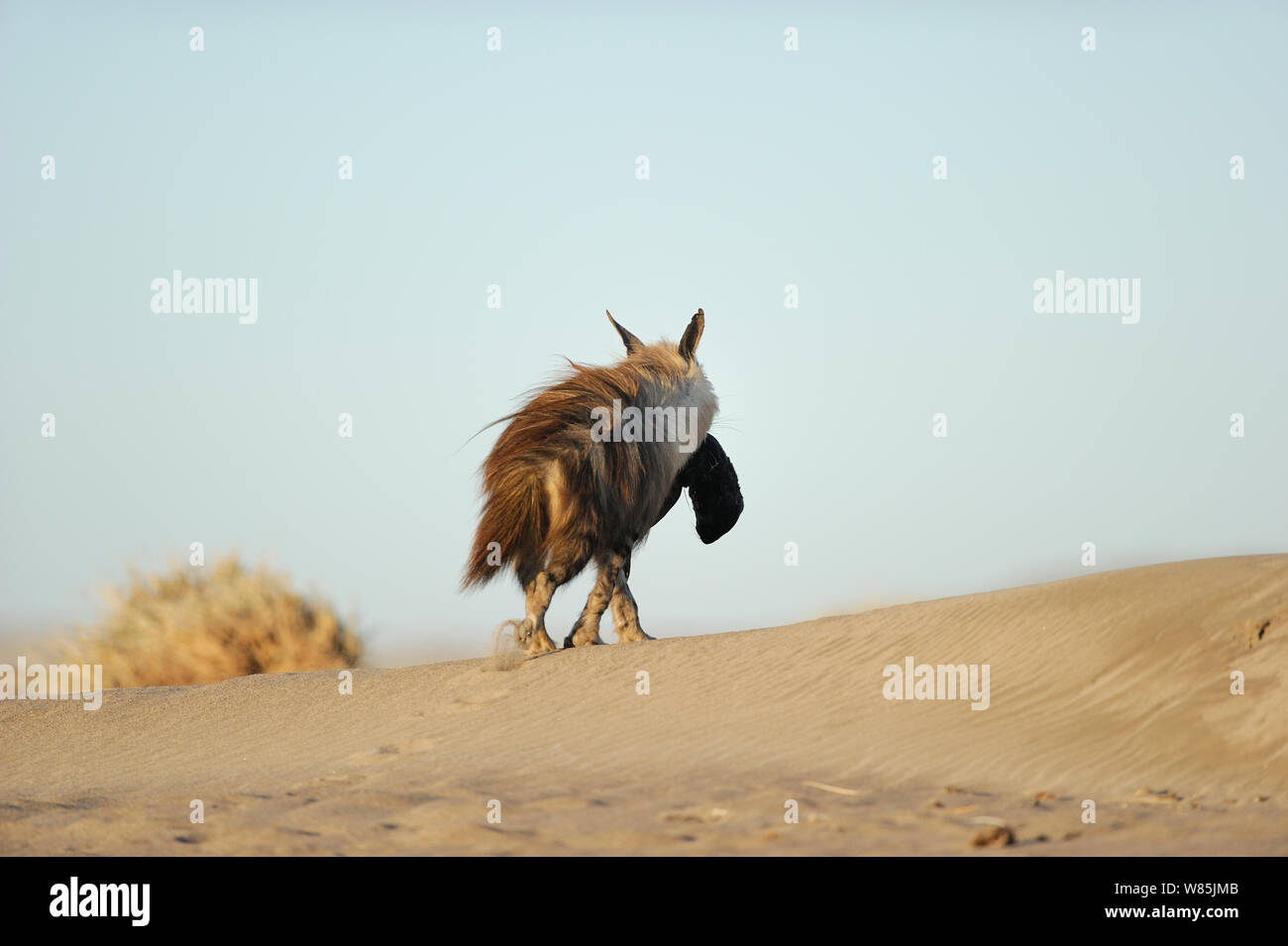 Australian hyena hi-res stock photography and images - Alamy