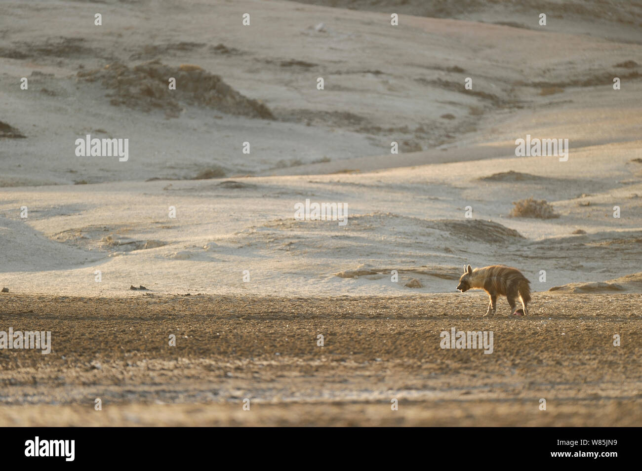 Brown hyena (Hyaena brunnea), Sperrgebiet National Park, Namibia ...