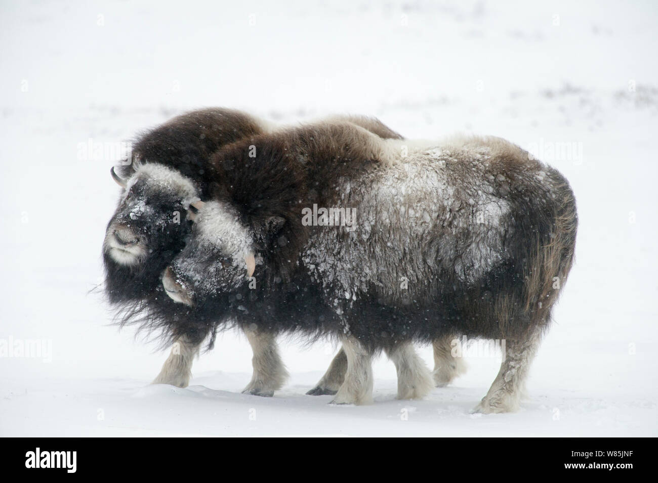 Musk ox snow storm hi-res stock photography and images - Alamy