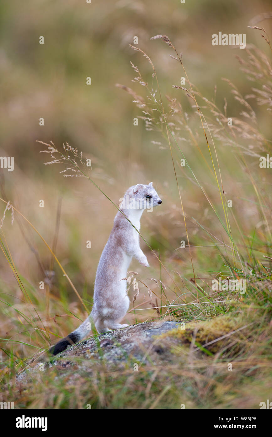 Stoat (Mustela erminea) standing on hind legs, Eggum, Lofoten, Nordland ...