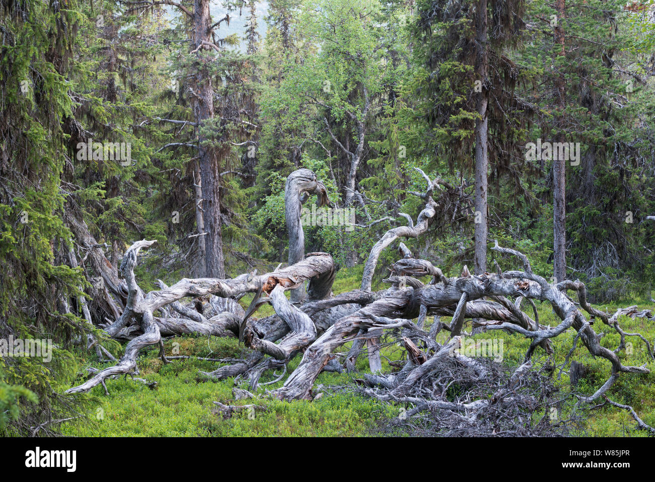 Scots pine (Pinus sylvestris) on forest floor, Sjaunja Nature Reserve ...