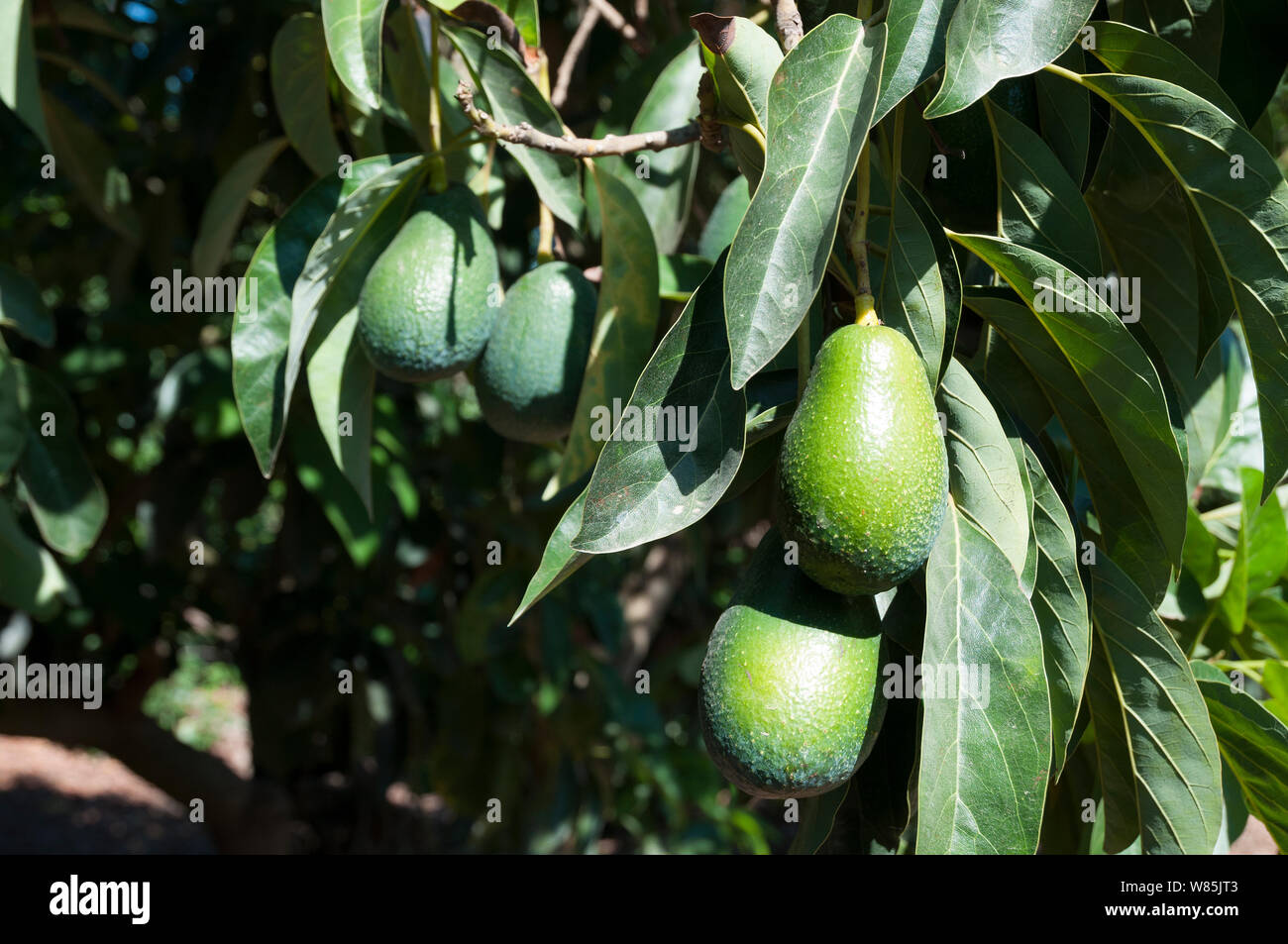 Avocado orchard picking hi-res stock photography and images - Alamy