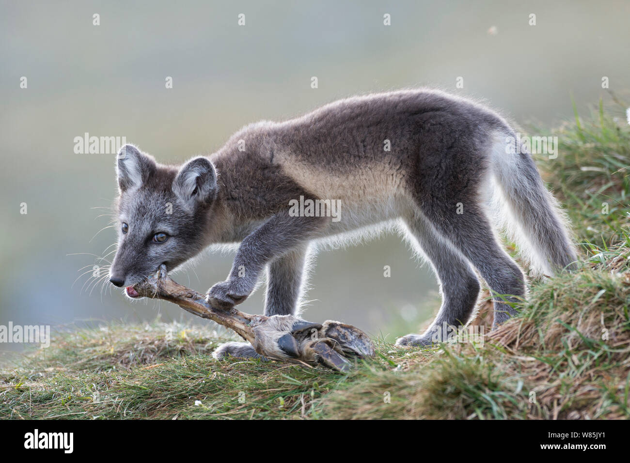 Chewing foot hi-res stock photography and images - Alamy