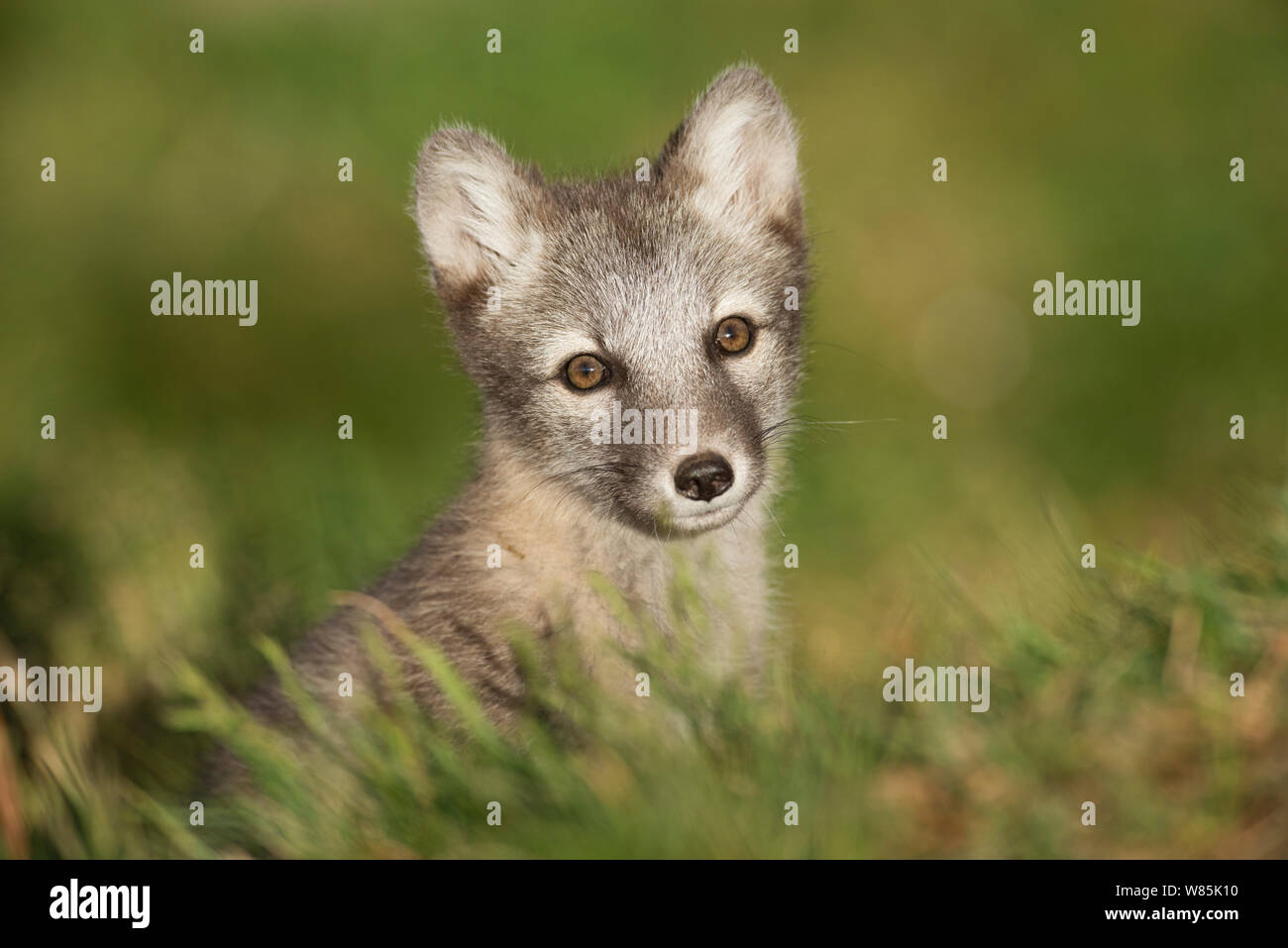 Arctic fox (Alopex lagopus) cub, Dovrefjell-Sunndalsfjella National ...
