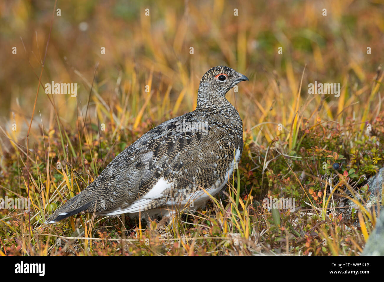 Rock ptarmigan (Lagopus muta) female in summer plumage, Sarek National ...