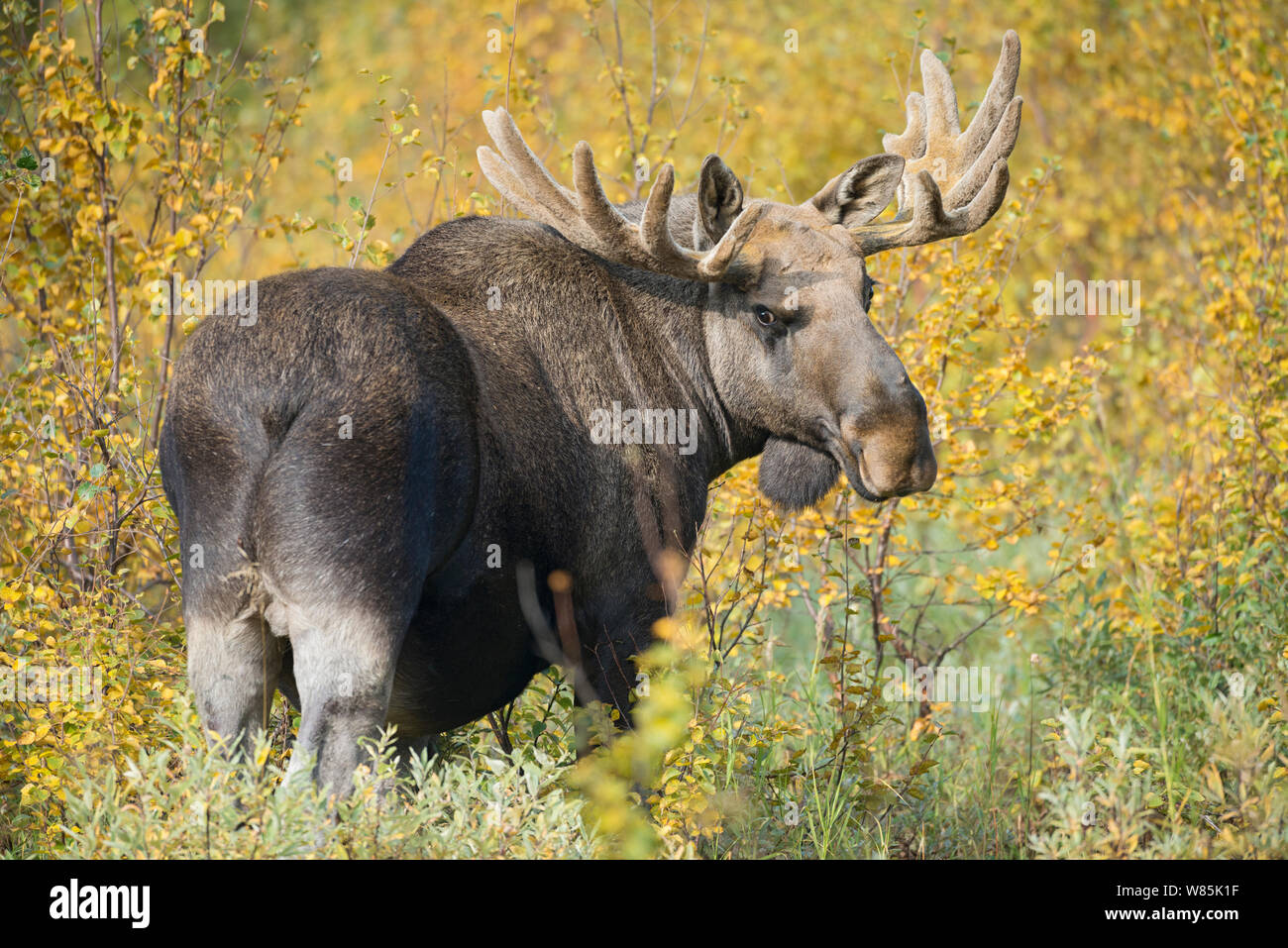 European elk / Moose (Alces alces) male, Sarek National Park, Laponia ...