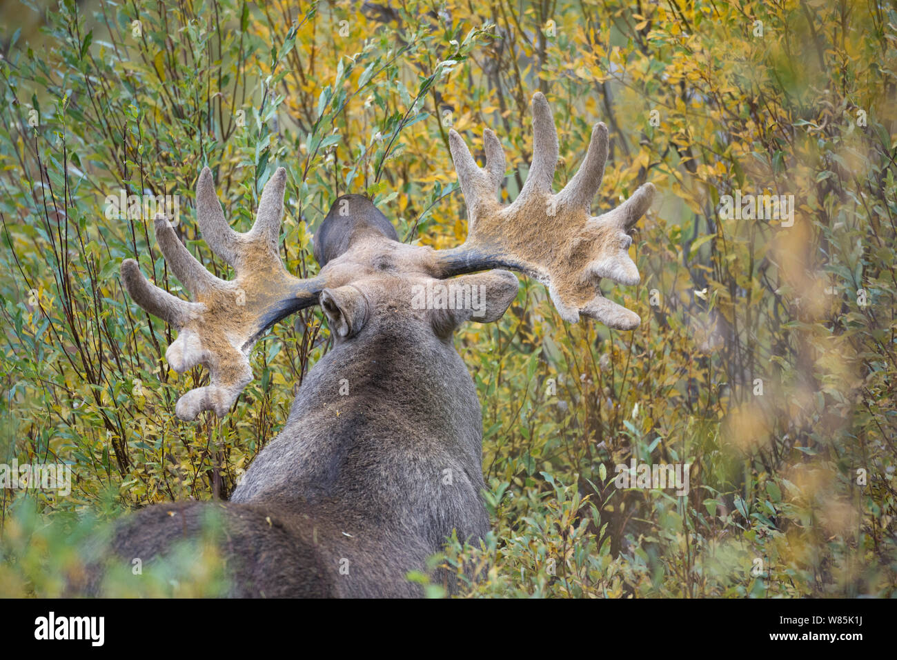 Siberian elk hi-res stock photography and images - Alamy