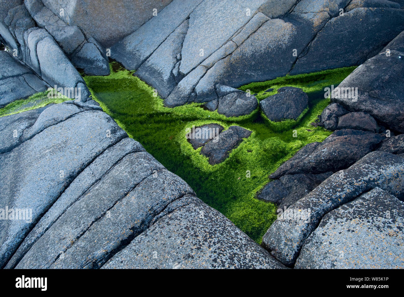 Tide pools with green algae, Stockholm archipelago, Sweden, June Stock ...