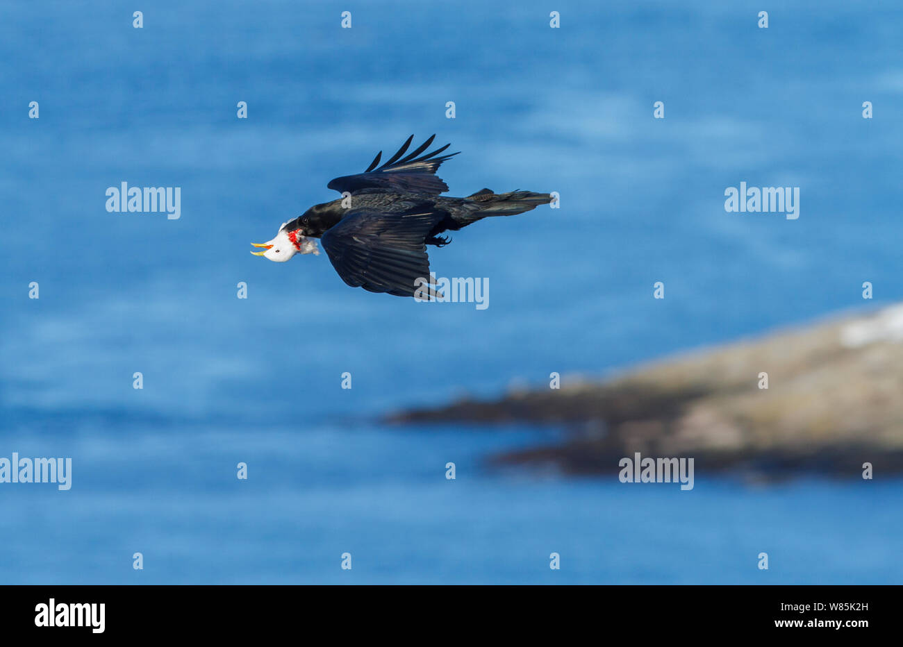 Common raven (Corvus corax) with head of Kittiwake (Rissa tridactyla ...