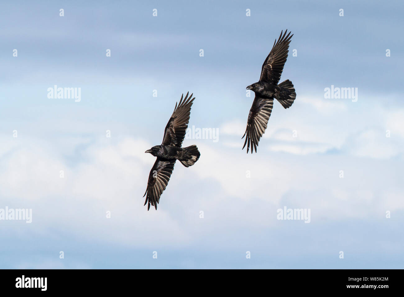 Raven sky animal wildlife hi-res stock photography and images - Alamy