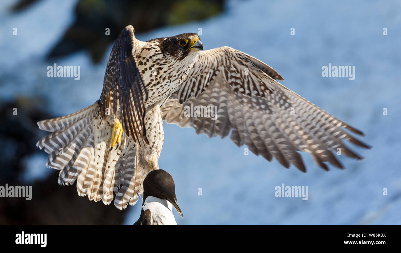 Gyrfalcon In Flight Gyrfalcon (Falco Rusticolus) In Flight, From