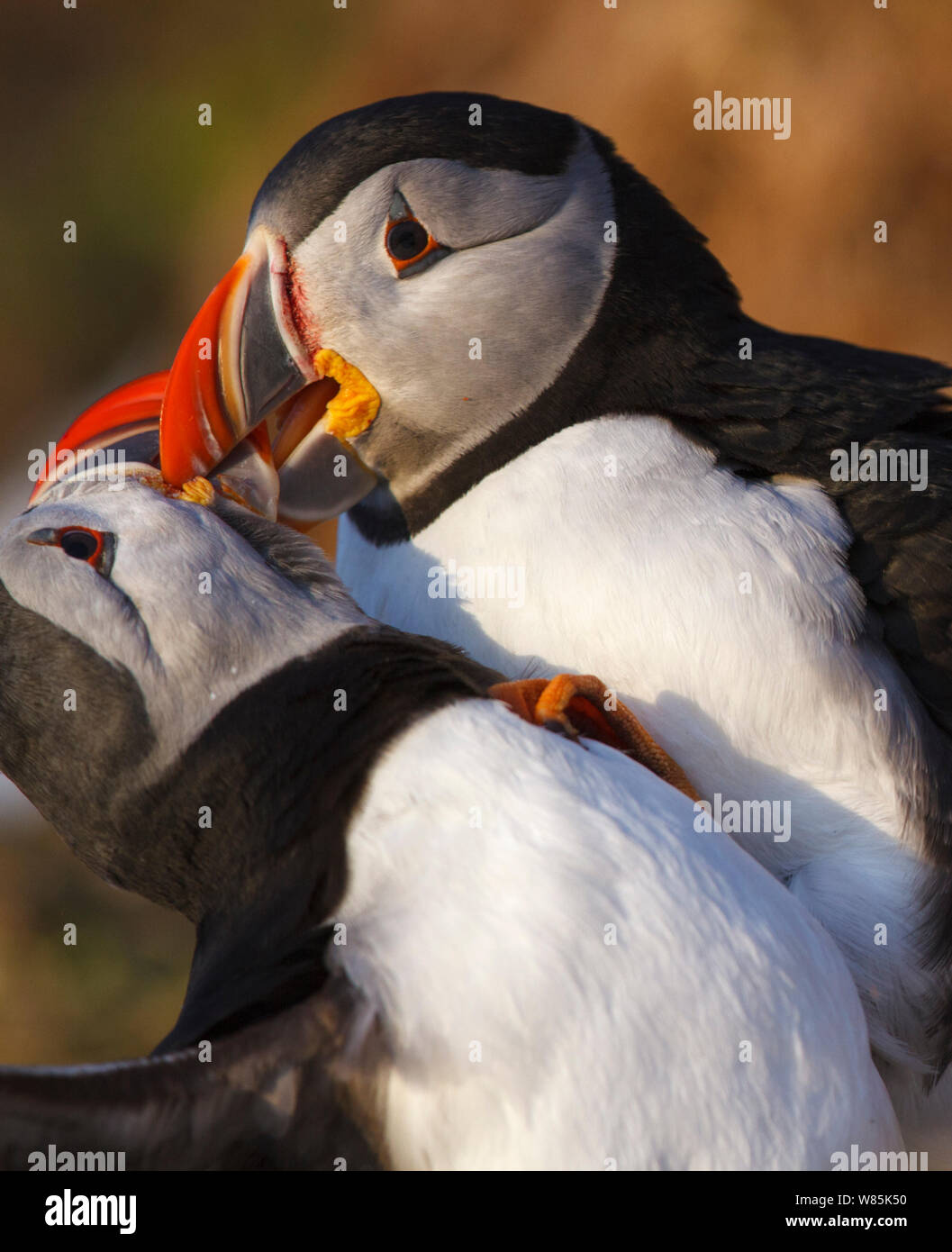 Atlantic puffin (Fratercula arctica) two birds fighting at nesting ...