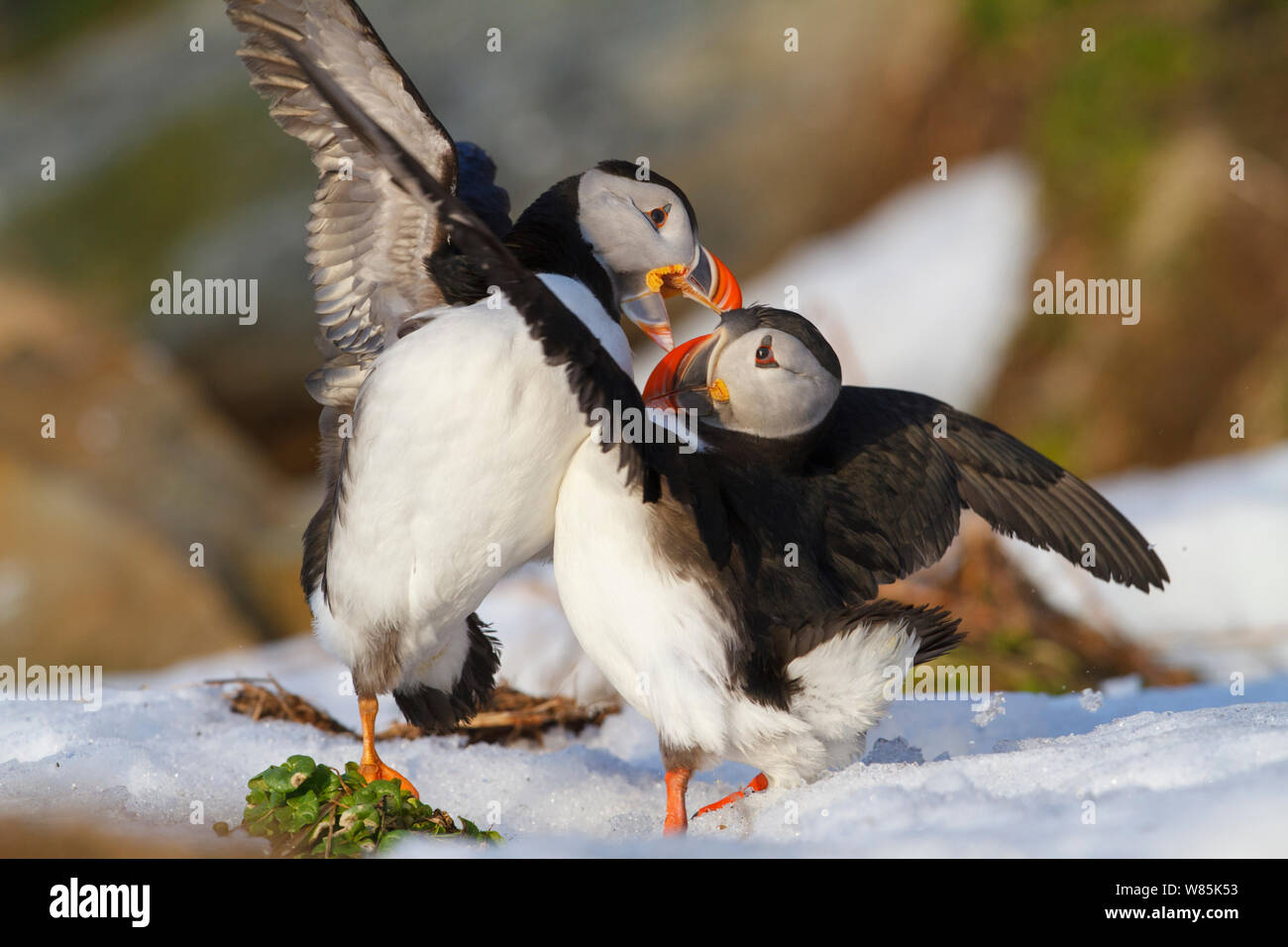 Atlantic puffin (Fratercula arctica) two birds fighting at nesting ...