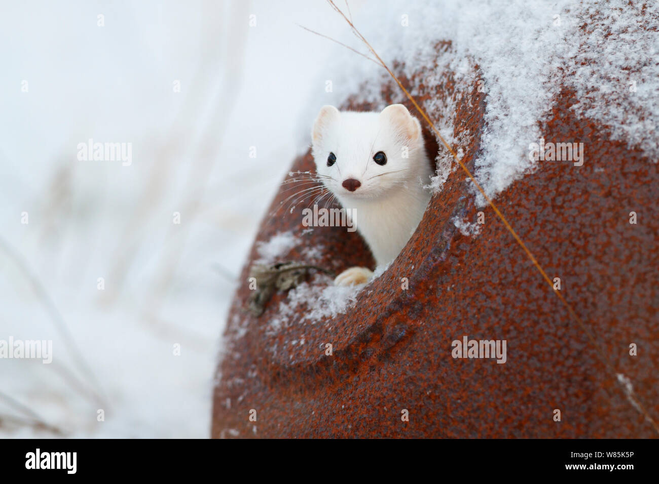 Stoat (Mustela erminea), in winter coat, peering out of rusty iron mine ...