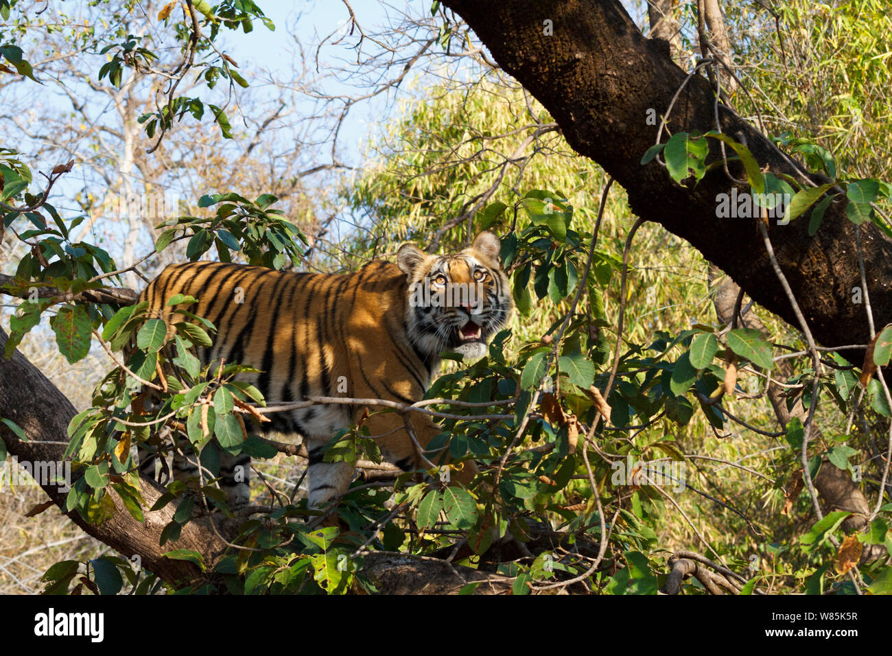 Bengal tiger (Panthera tigris tigris) climbing in a tree. Bandhavgarh, India Stock Photo - Alamy