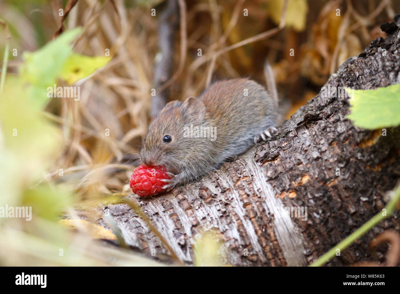 Red backed voles hi-res stock photography and images - Alamy