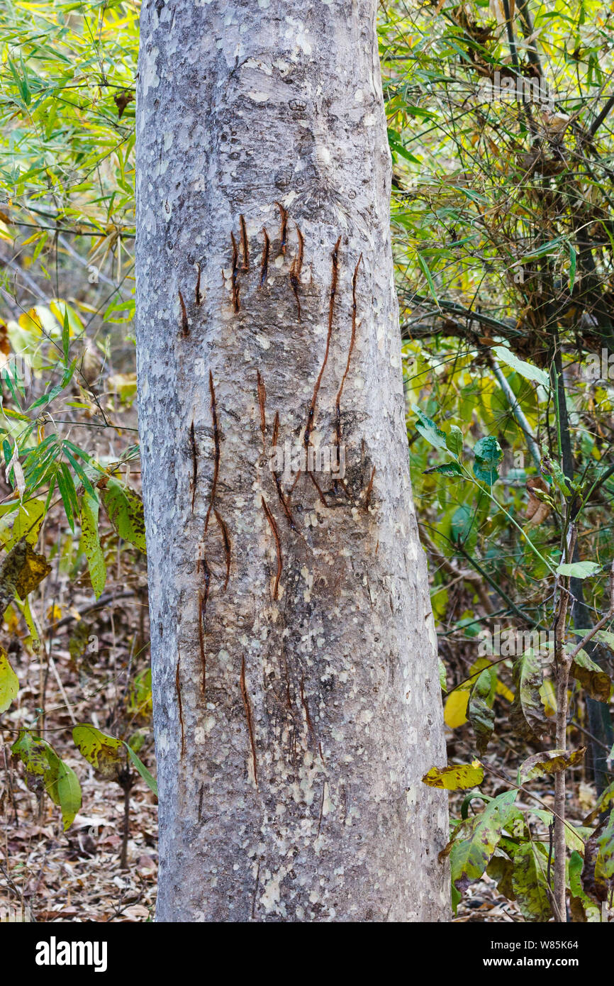 Tiger Scratch Marks Tiger Scratch Png Design | Tiger Scratch Png