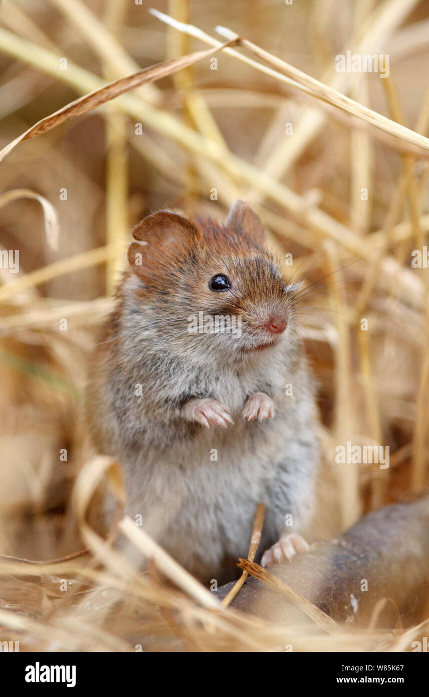 Clethrionomys rutilus hi-res stock photography and images - Alamy