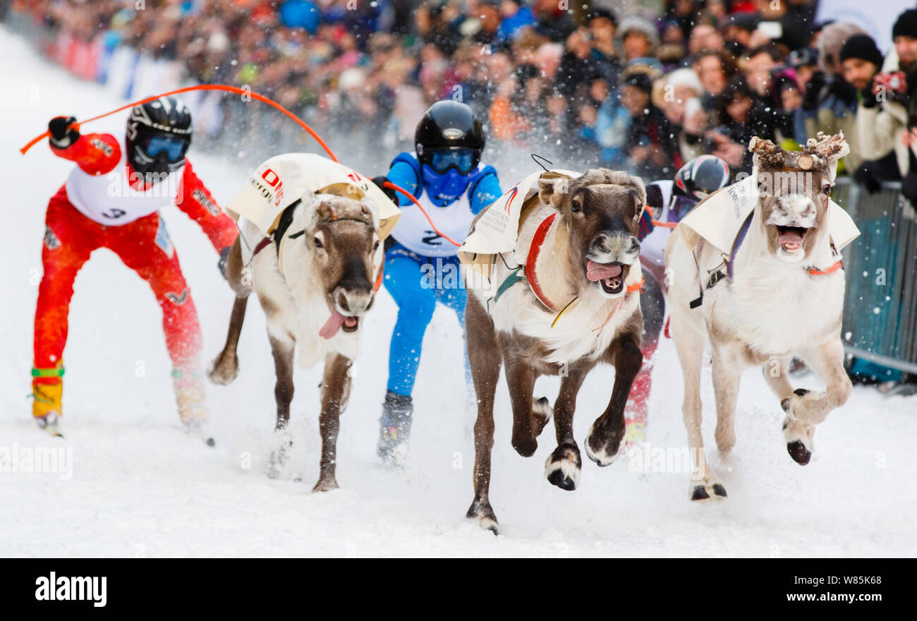 Tromso reindeer racing hi-res stock photography and images - Alamy