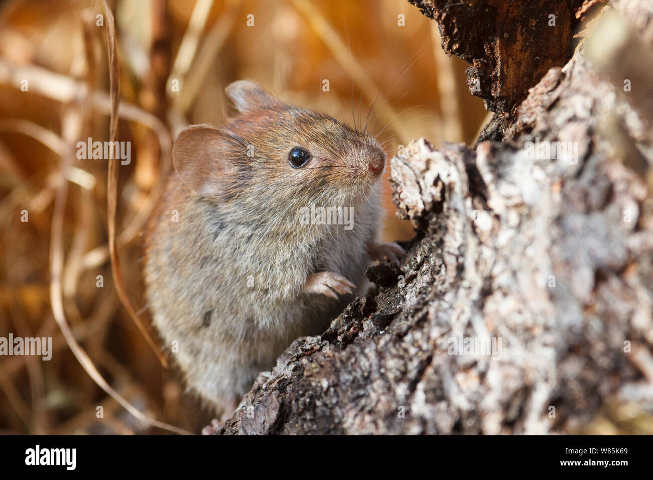 Red backed voles hi-res stock photography and images - Alamy