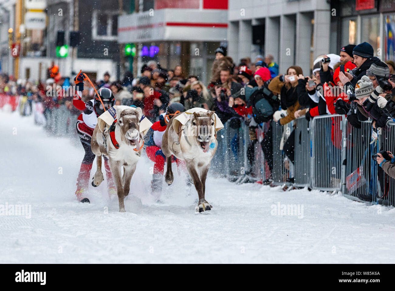 Reindeer racing norway hi-res stock photography and images - Alamy